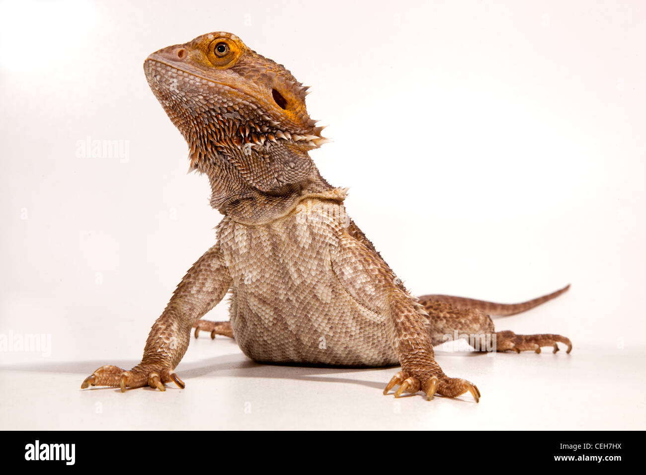 Bearded Dragon Pogona barbata Stock Photo - Alamy