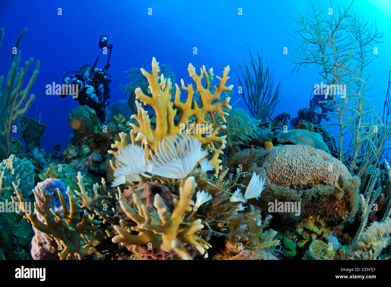 Caribbean coral reef with polychaets and scuba diver, Cienfuegos, Punta ...