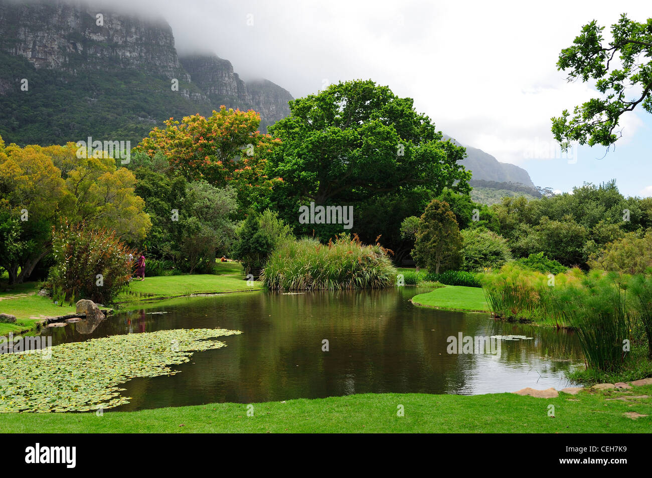 Kirstenbosch Botanical Gardens, Cape Town, Western Cape, South Africa ...