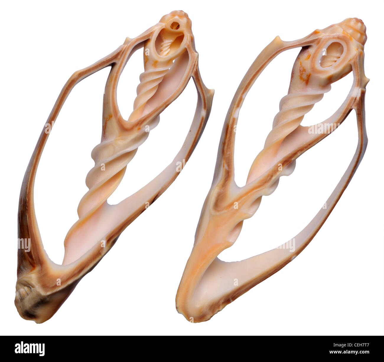 Shell structure hi-res stock photography and images - Alamy