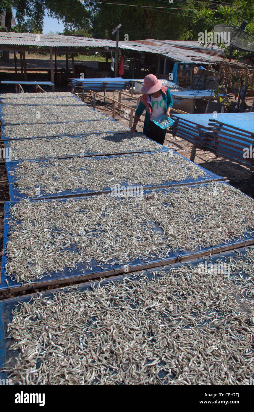 Fish on drying racks hi-res stock photography and images - Alamy