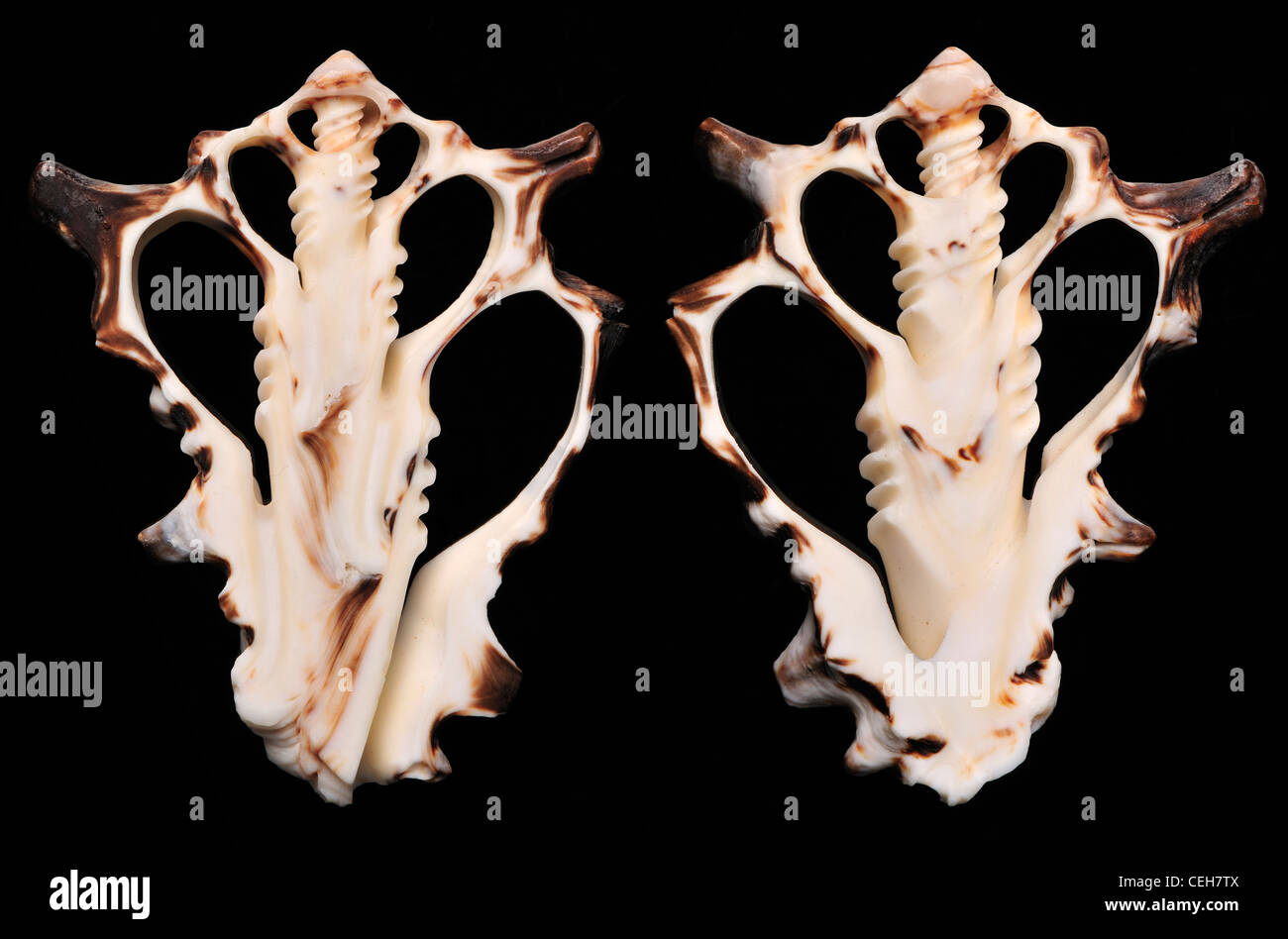 Cross-section slice through Murex Shell showing internal structure ...