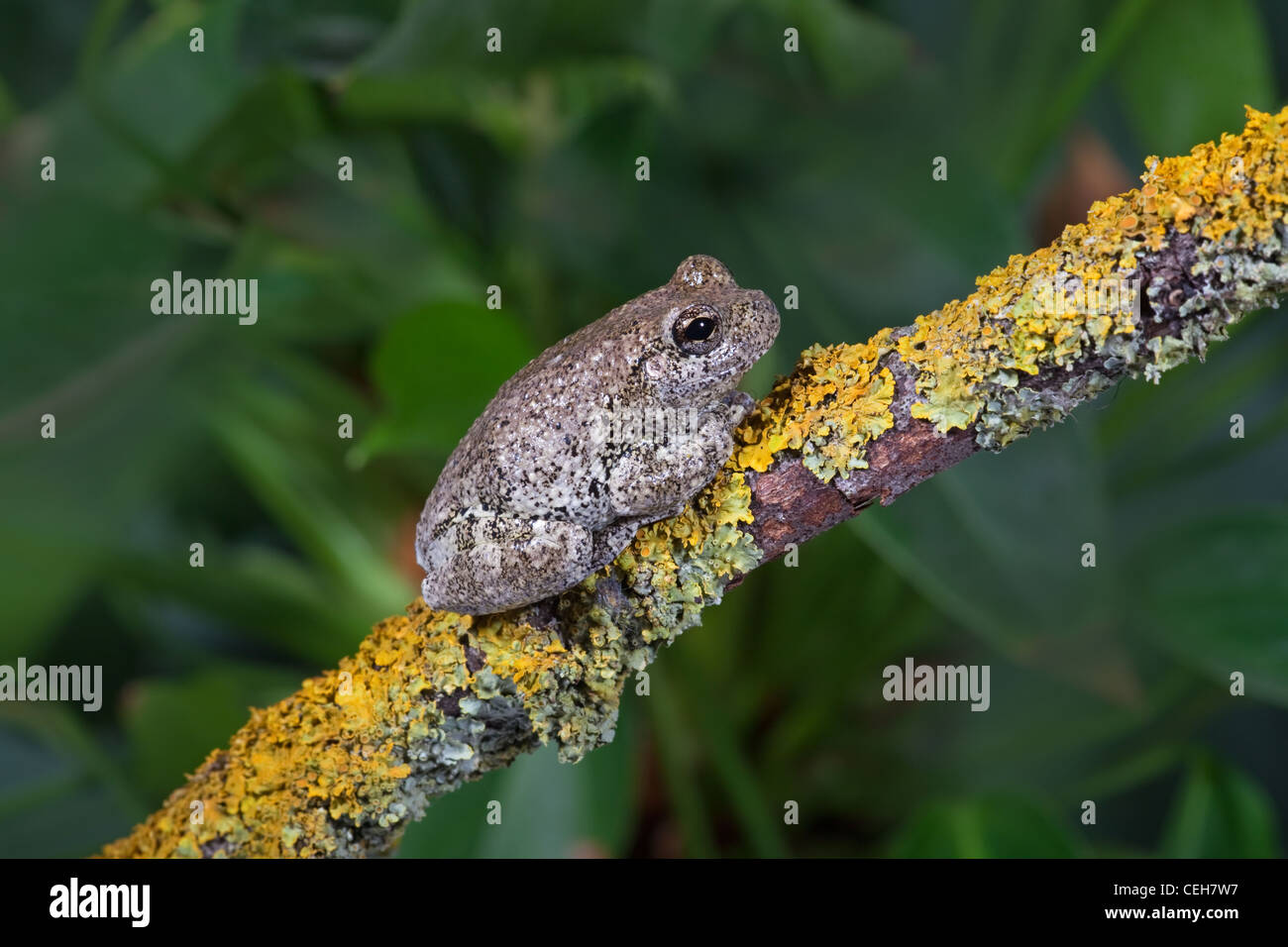 Grey Tree Frog Hyla vericolor Stock Photo - Alamy