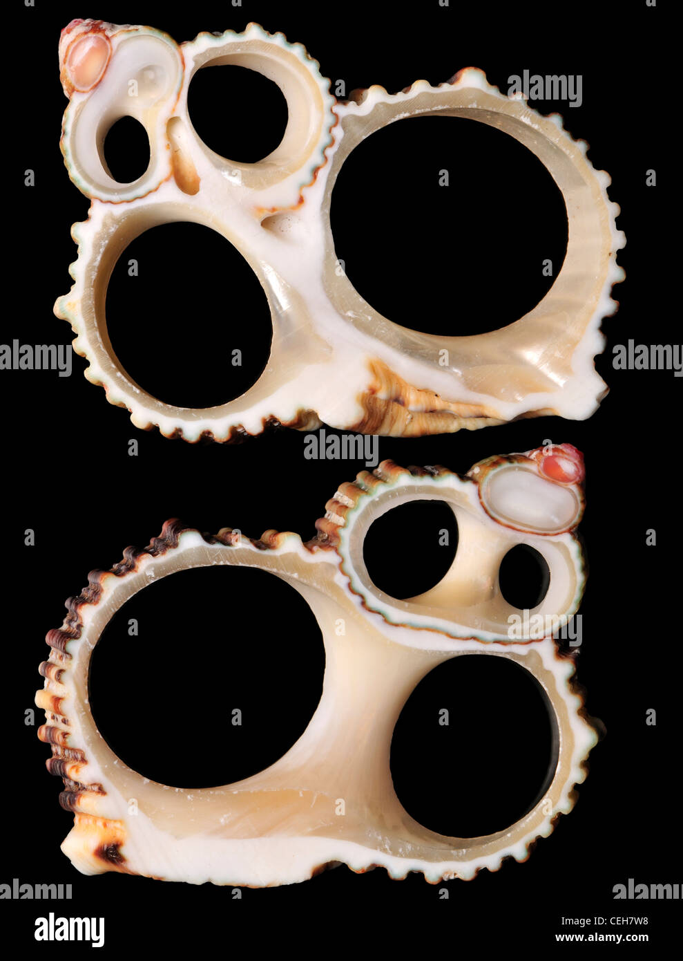 Cross-section slice through Turban Shell showing internal structure ...