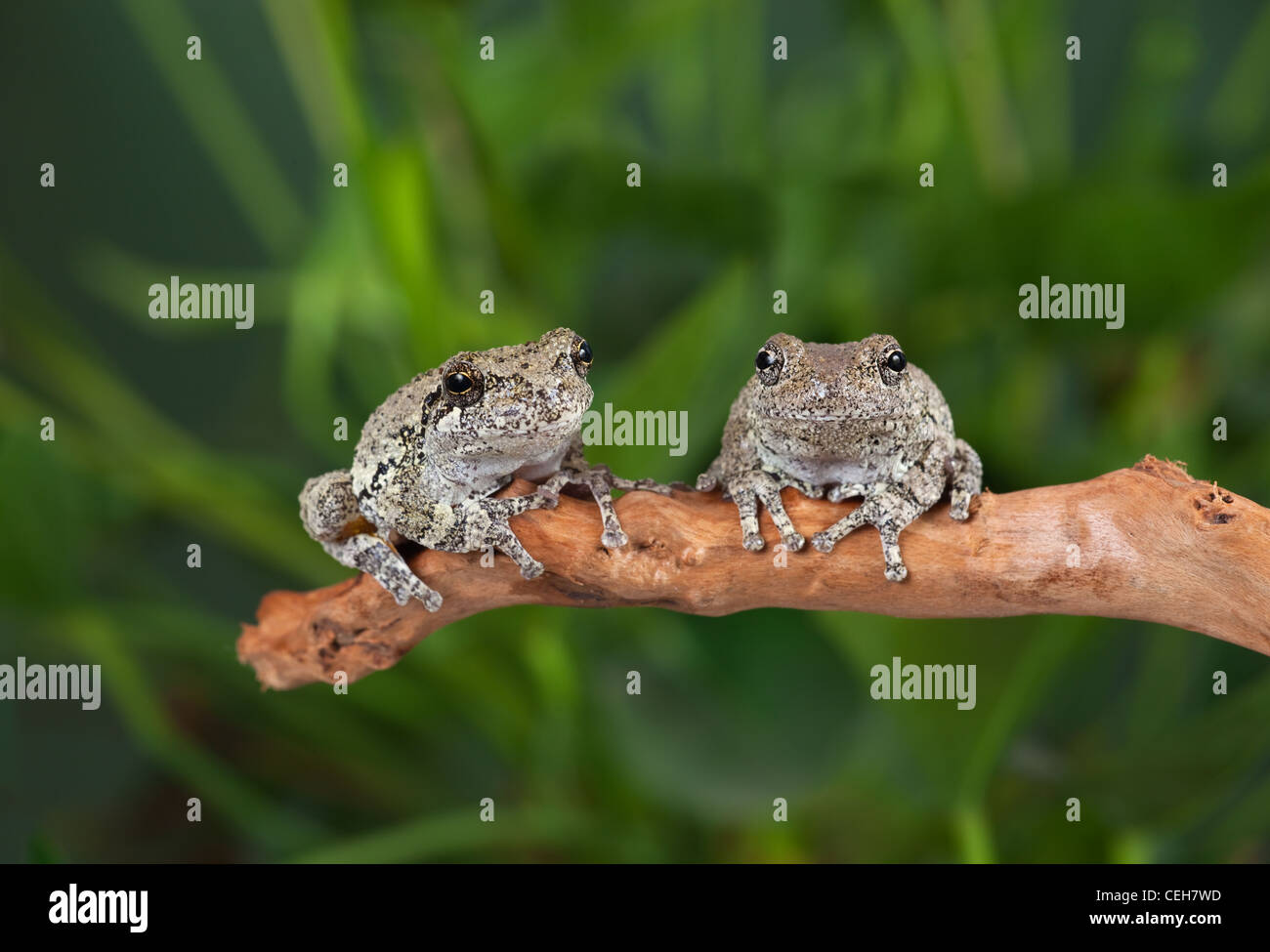 Tree frogs hi-res stock photography and images - Alamy