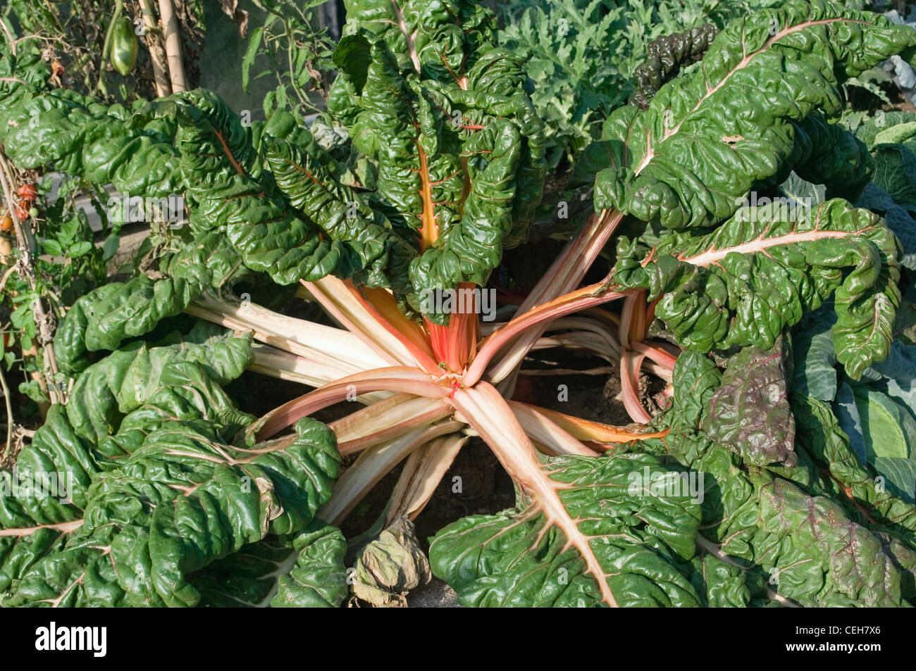 Swiss Chard (Beta vulgaris) or Ruby Red Chard Stock Photo - Alamy