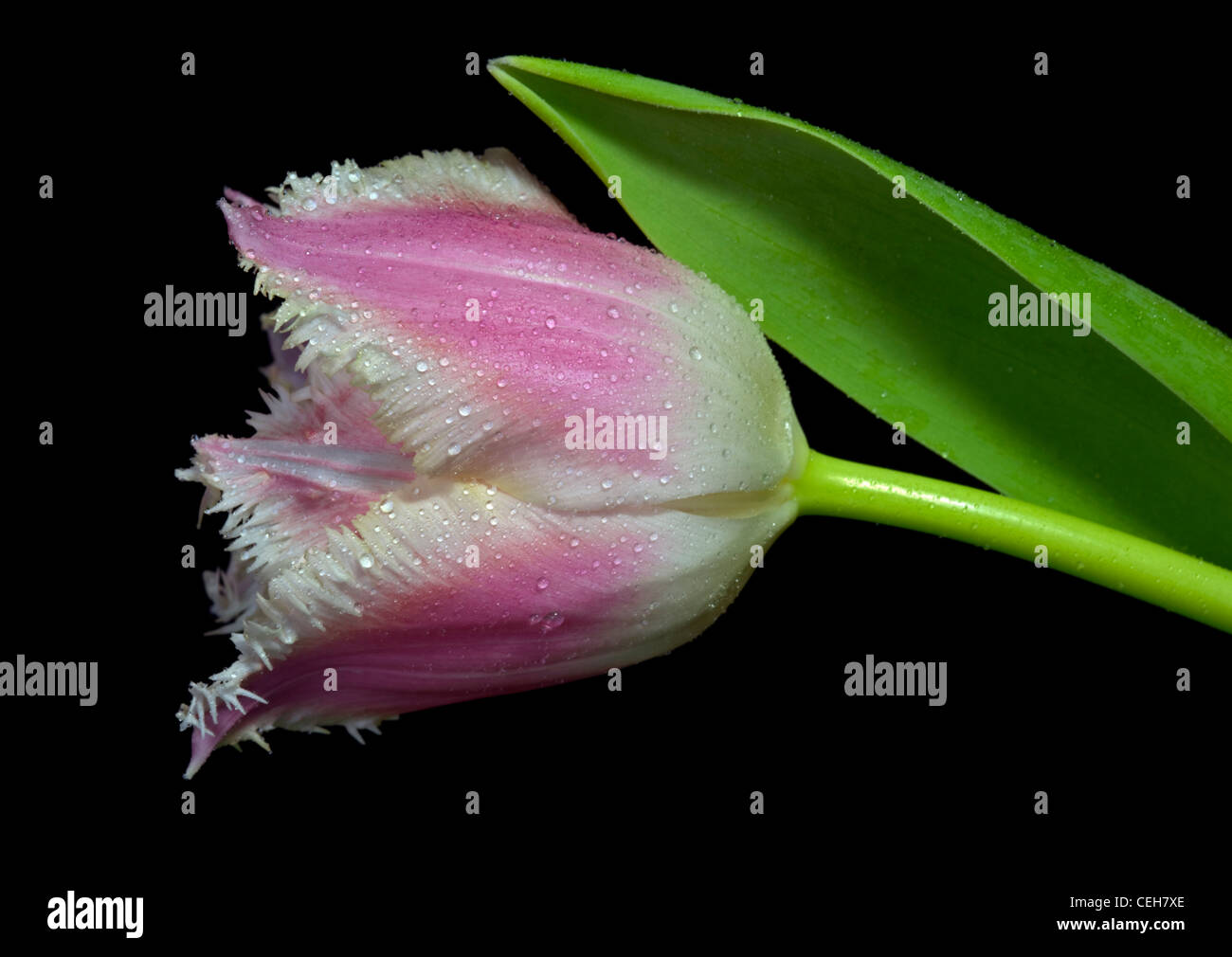 Pink Frilled Tulip Stock Photo - Alamy