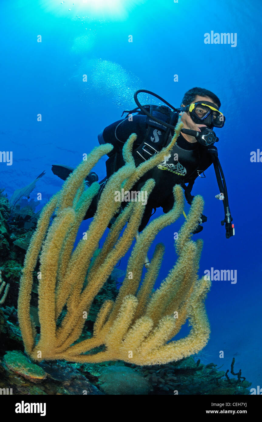 Porous sea rod and scuba diver, Cienfuegos, Punta Gavilanes, Cuba ...