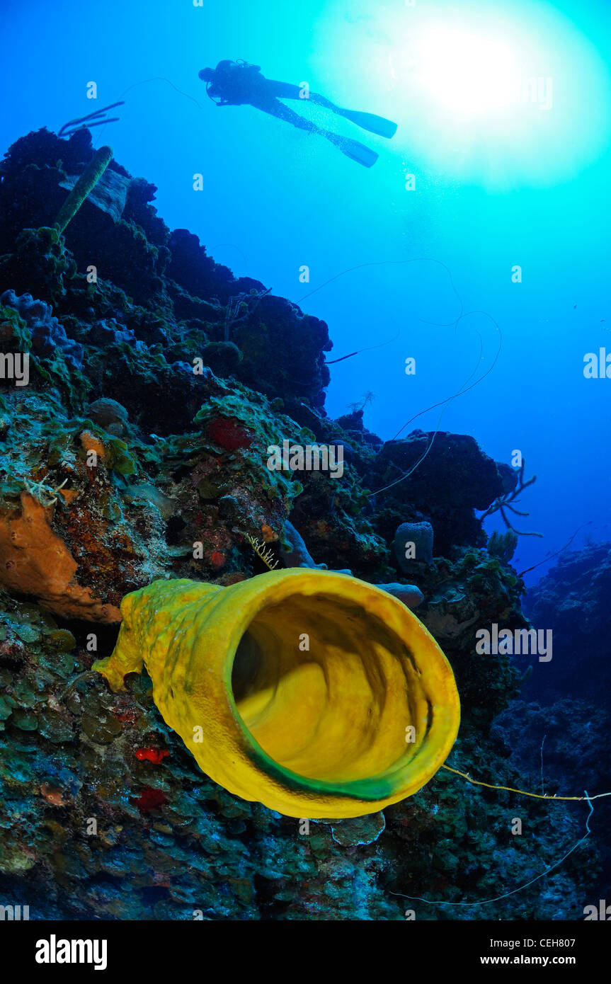 Caribbean coral reef with yellow tube sponge and scuba diver, Trinidad ...