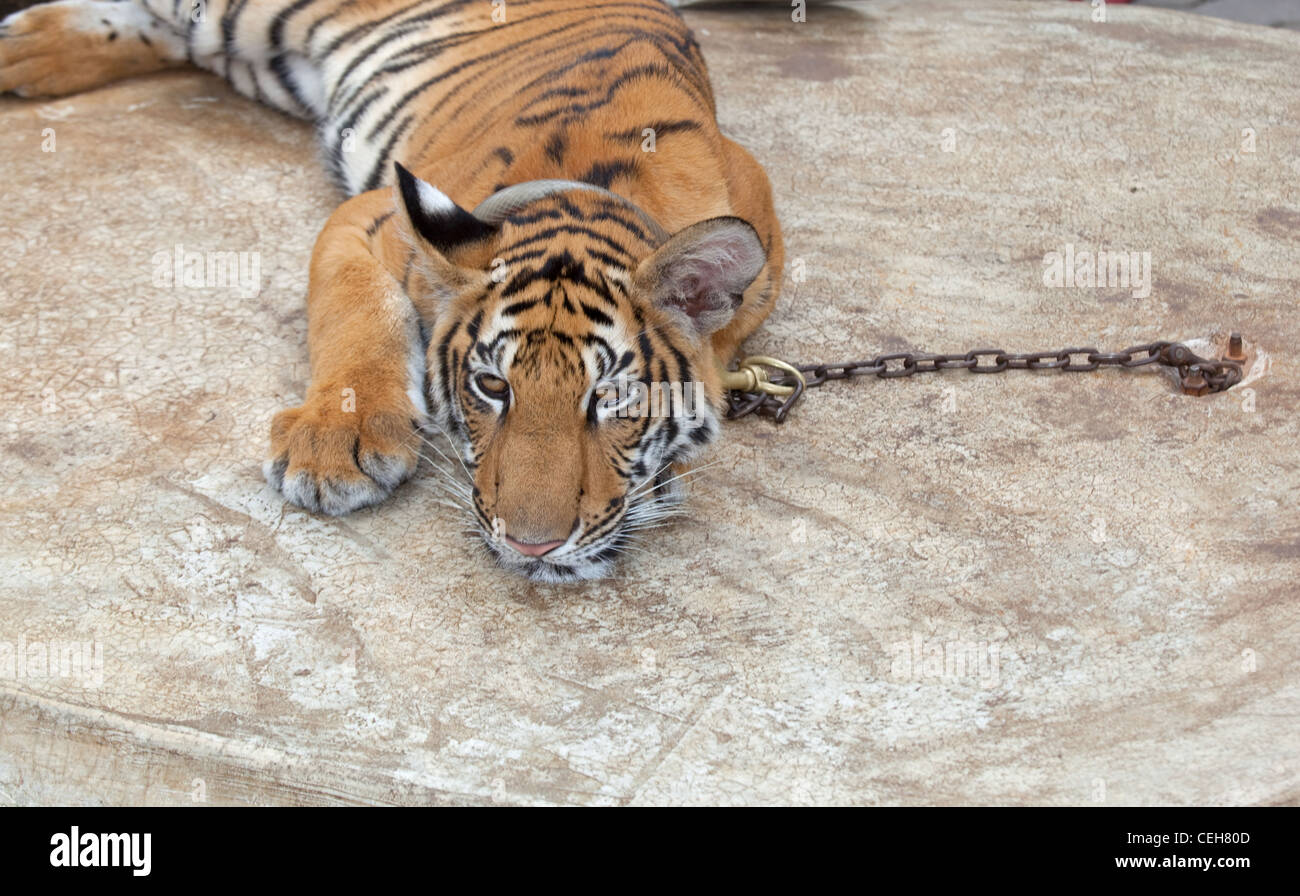 Captive animal photo hi-res stock photography and images - Alamy