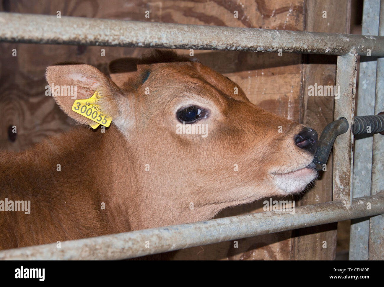 Young Jersey Cow drinking from a tube, UK Stock Photo - Alamy