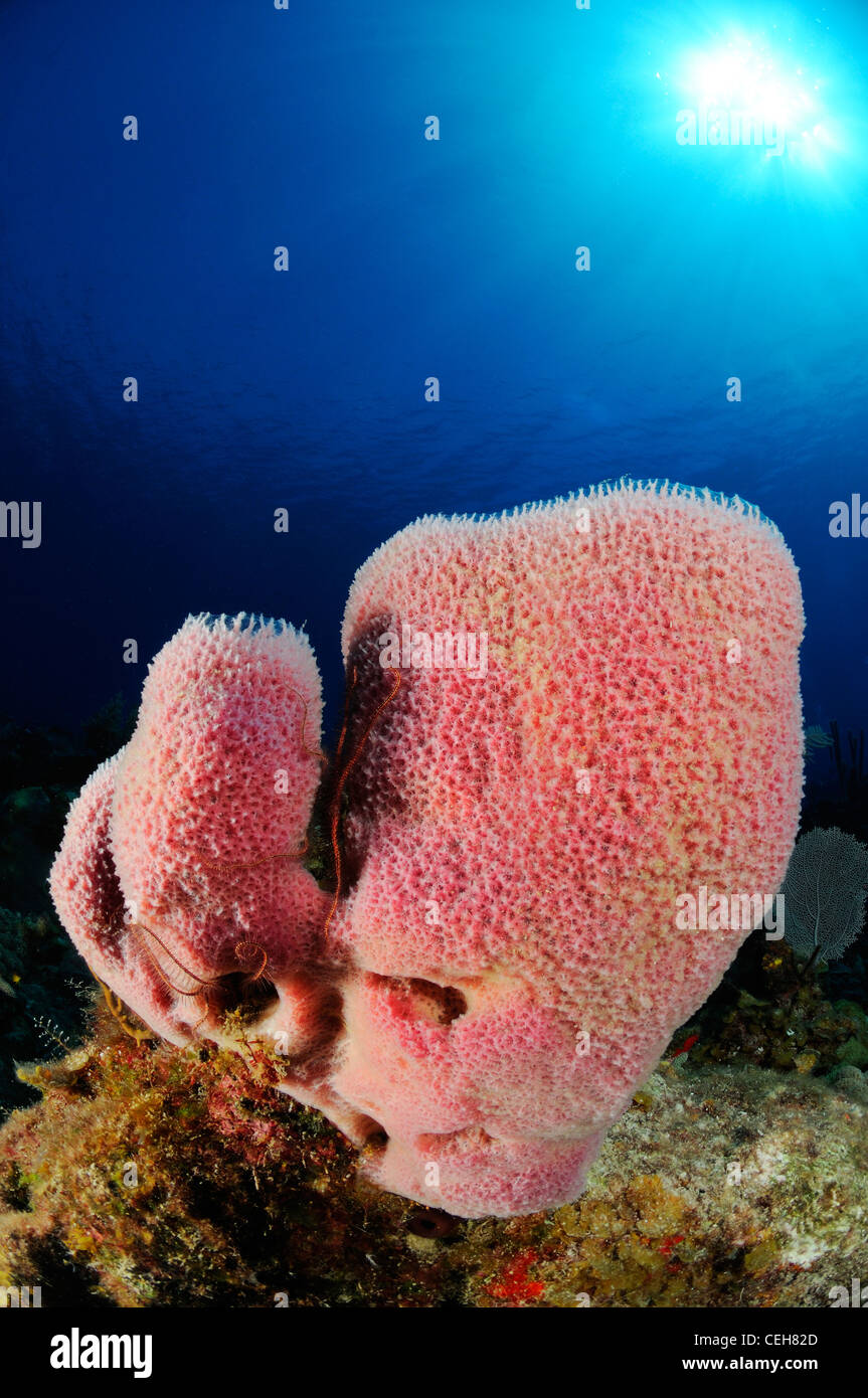 Vase Sponge 112 Sponges Vases Stock Photos, High Res Pictures, And