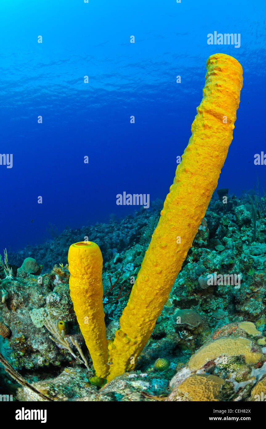 Caribbean coral reef with yellow tube sponge and scuba diver, Trinidad ...