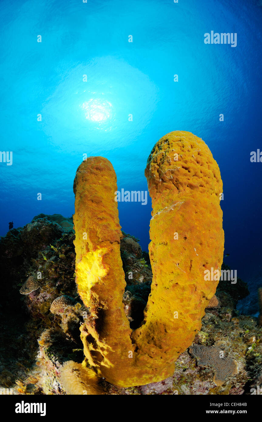Caribbean coral reef with yellow tube sponge and scuba diver, Isla de ...