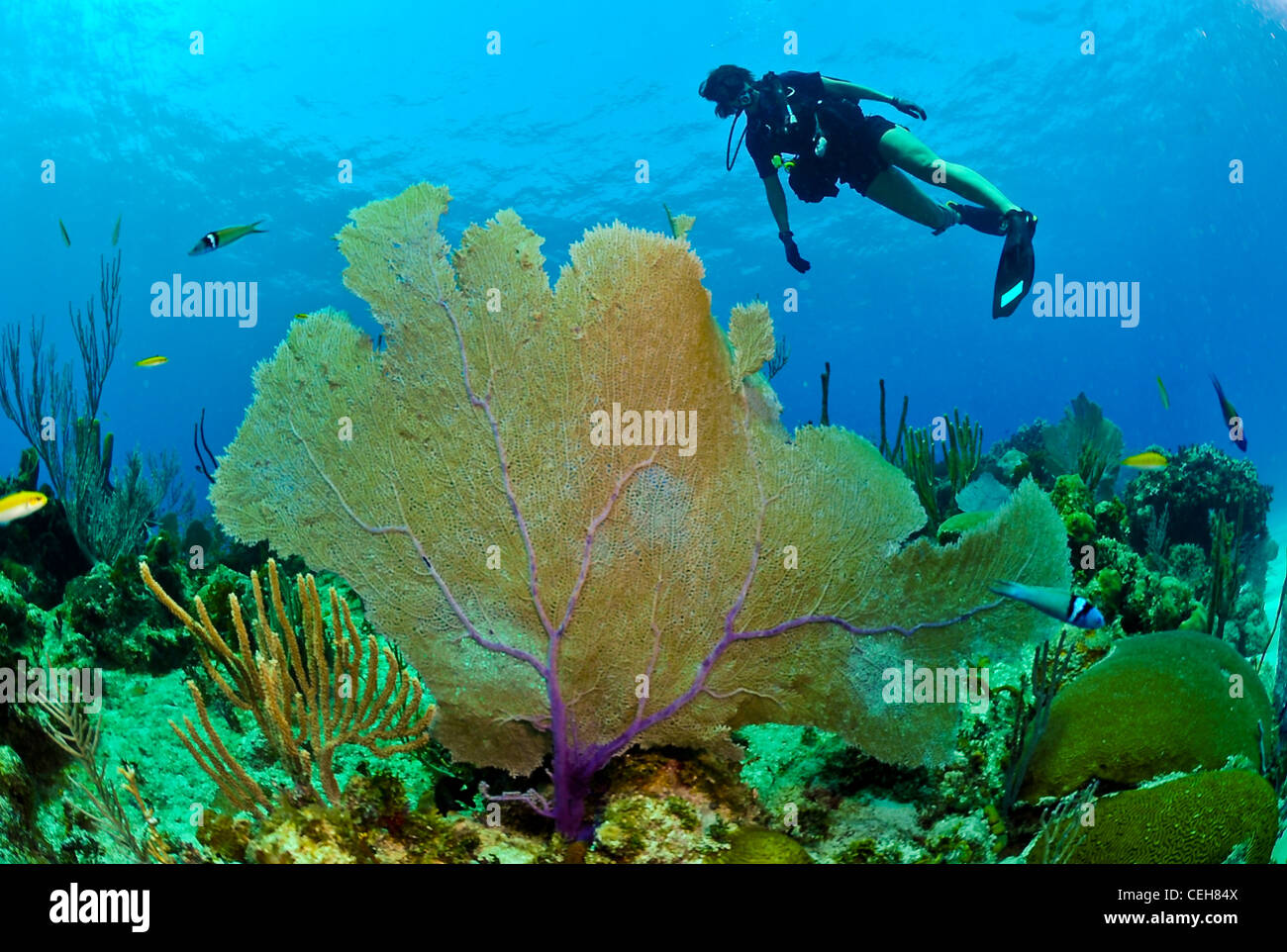 Expeditionary combat camera hi-res stock photography and images - Alamy