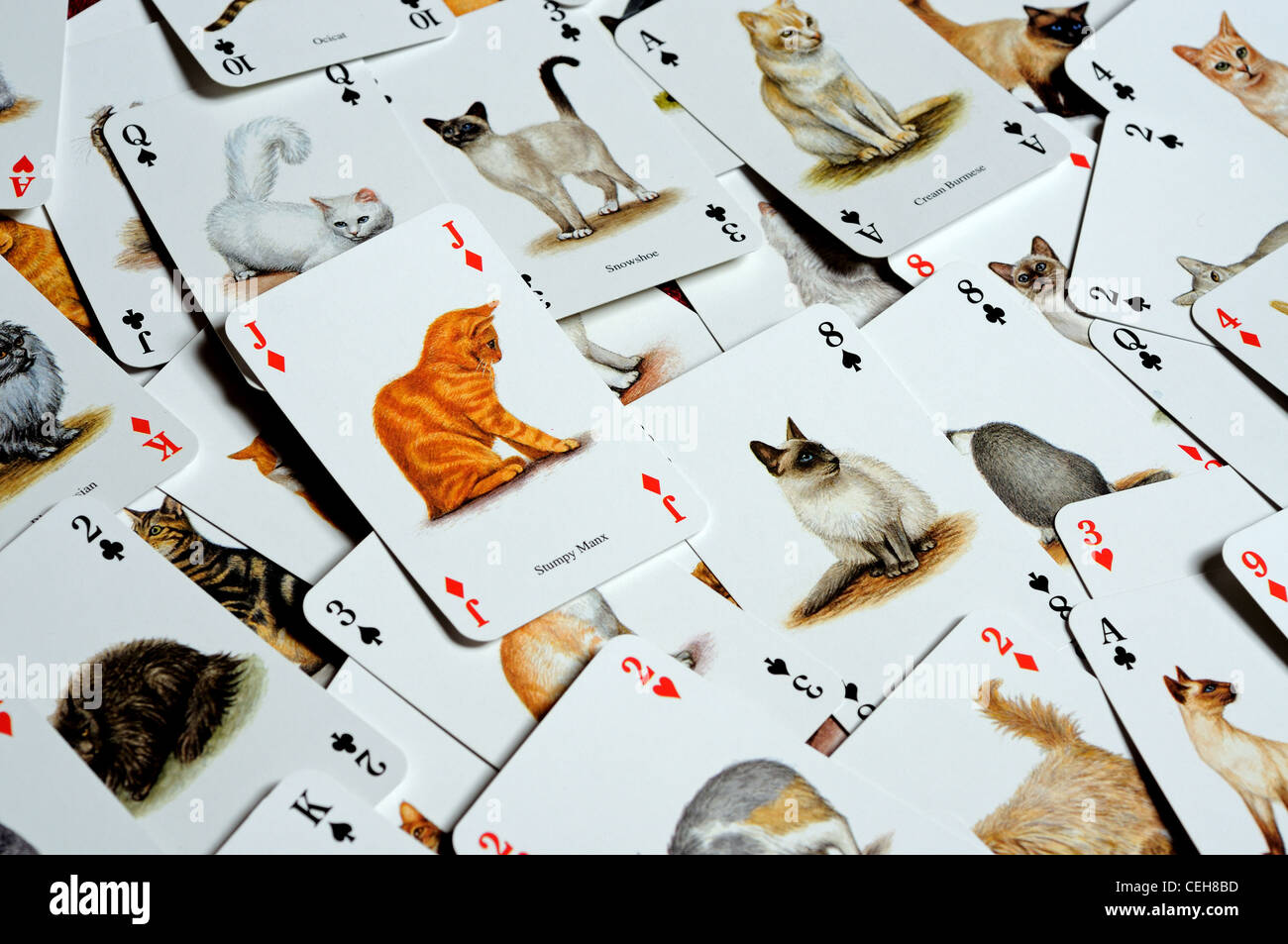 Cat playing cards hi-res stock photography and images - Alamy