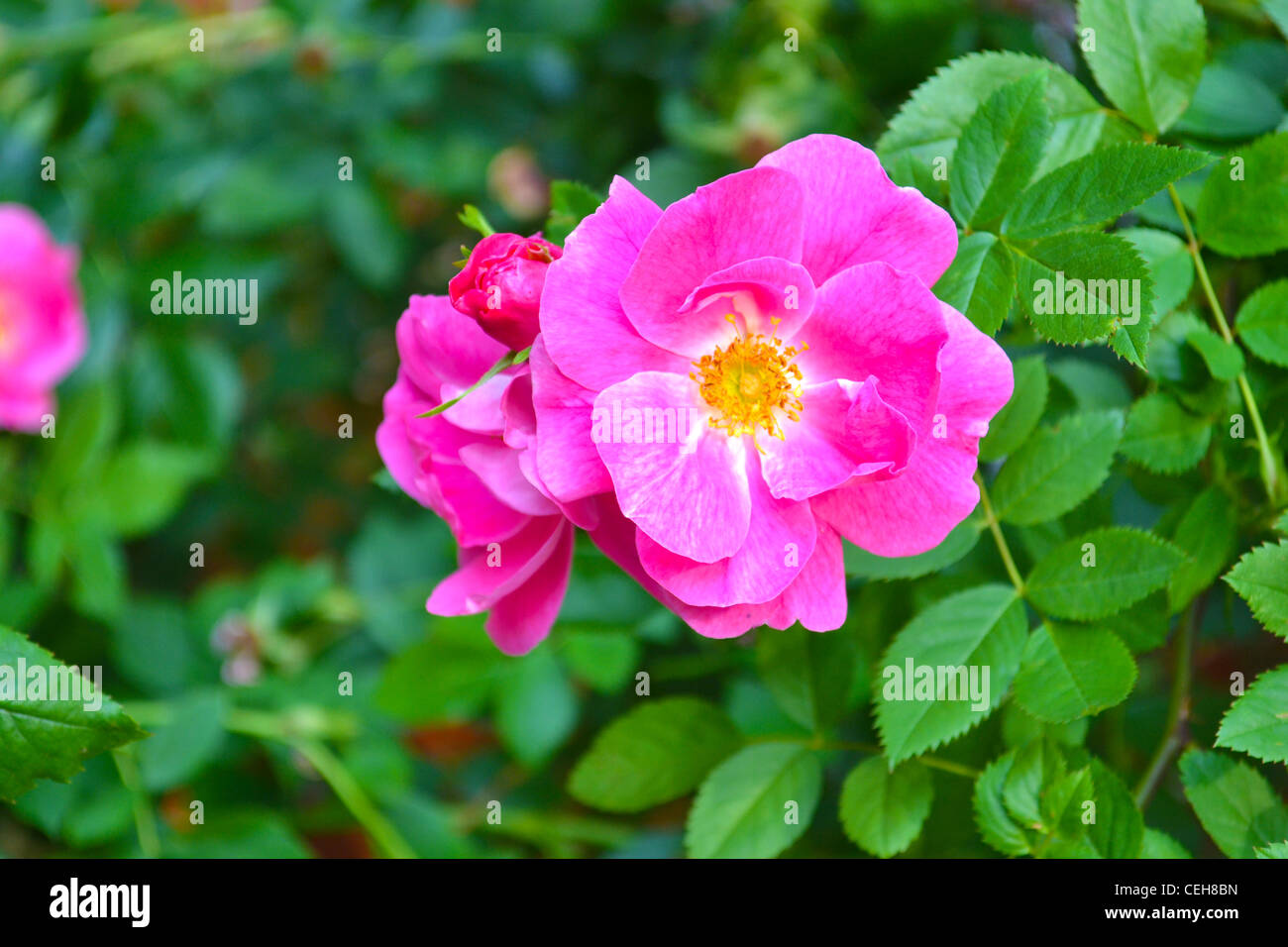 Rose screensaver hi-res stock photography and images - Alamy