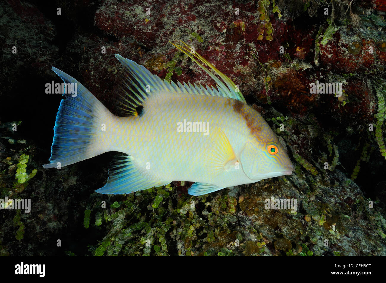 Cuban hog fish hi-res stock photography and images - Alamy