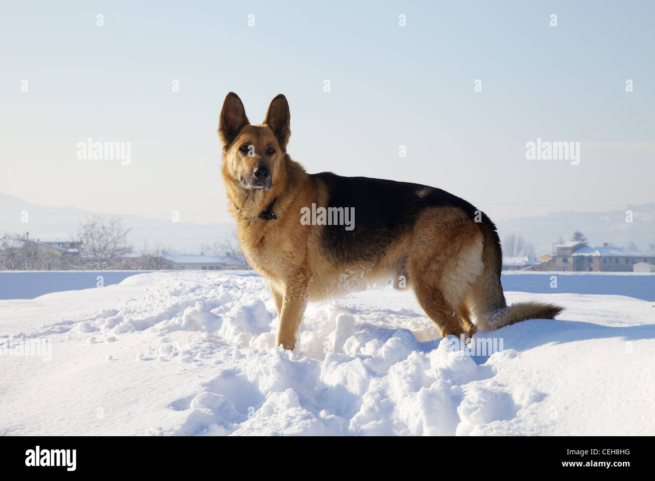 German Shepherd in the snow Stock Photo - Alamy