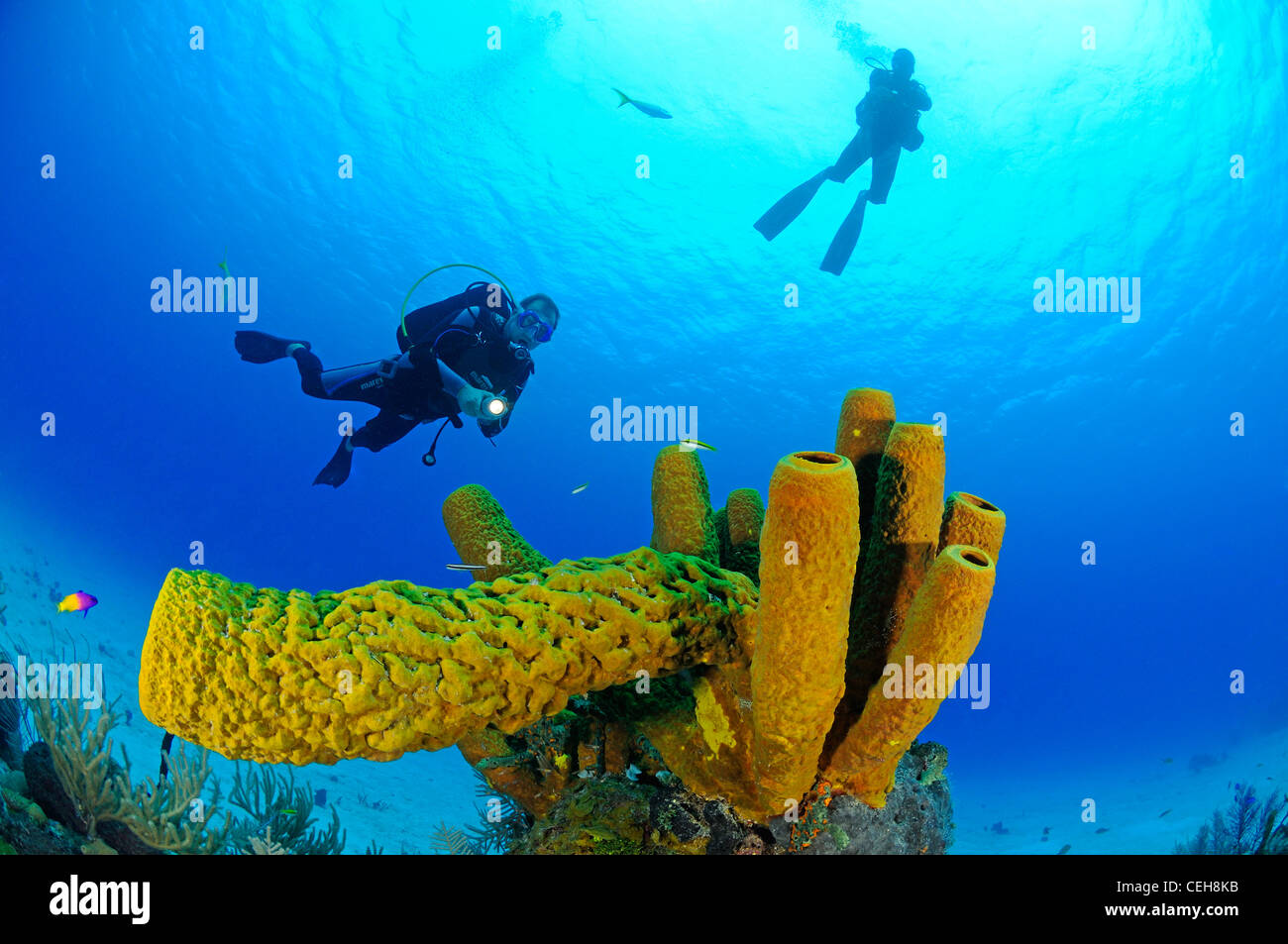 Caribbean coral reef with yellow tube sponge and scuba diver, Maria La ...