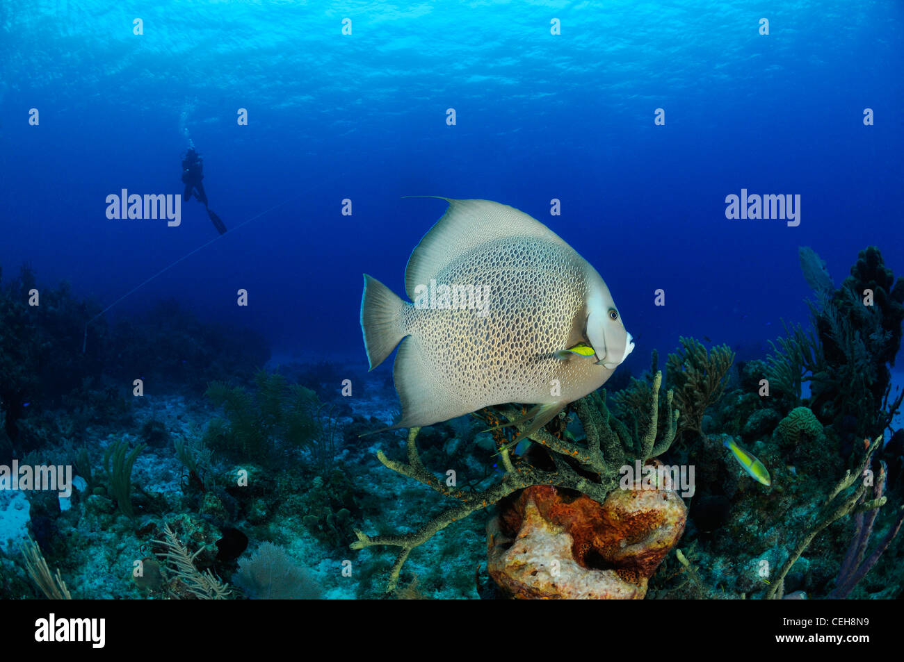 coral reef with grey angelfish with scuba diver, Maria La Gorda ...