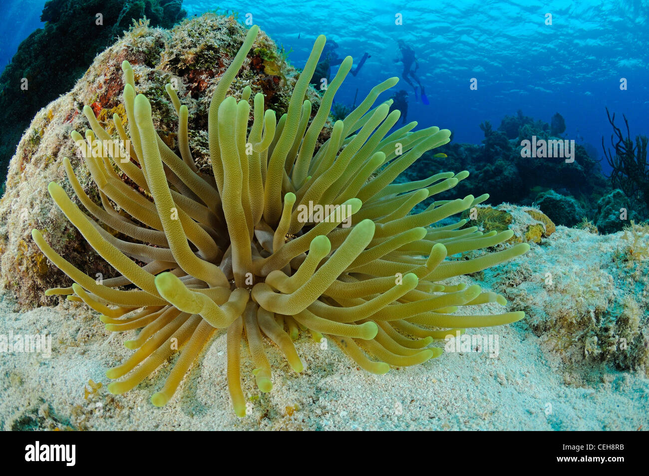 Giant Caribbean Anenone High Resolution Stock Photography and Images ...
