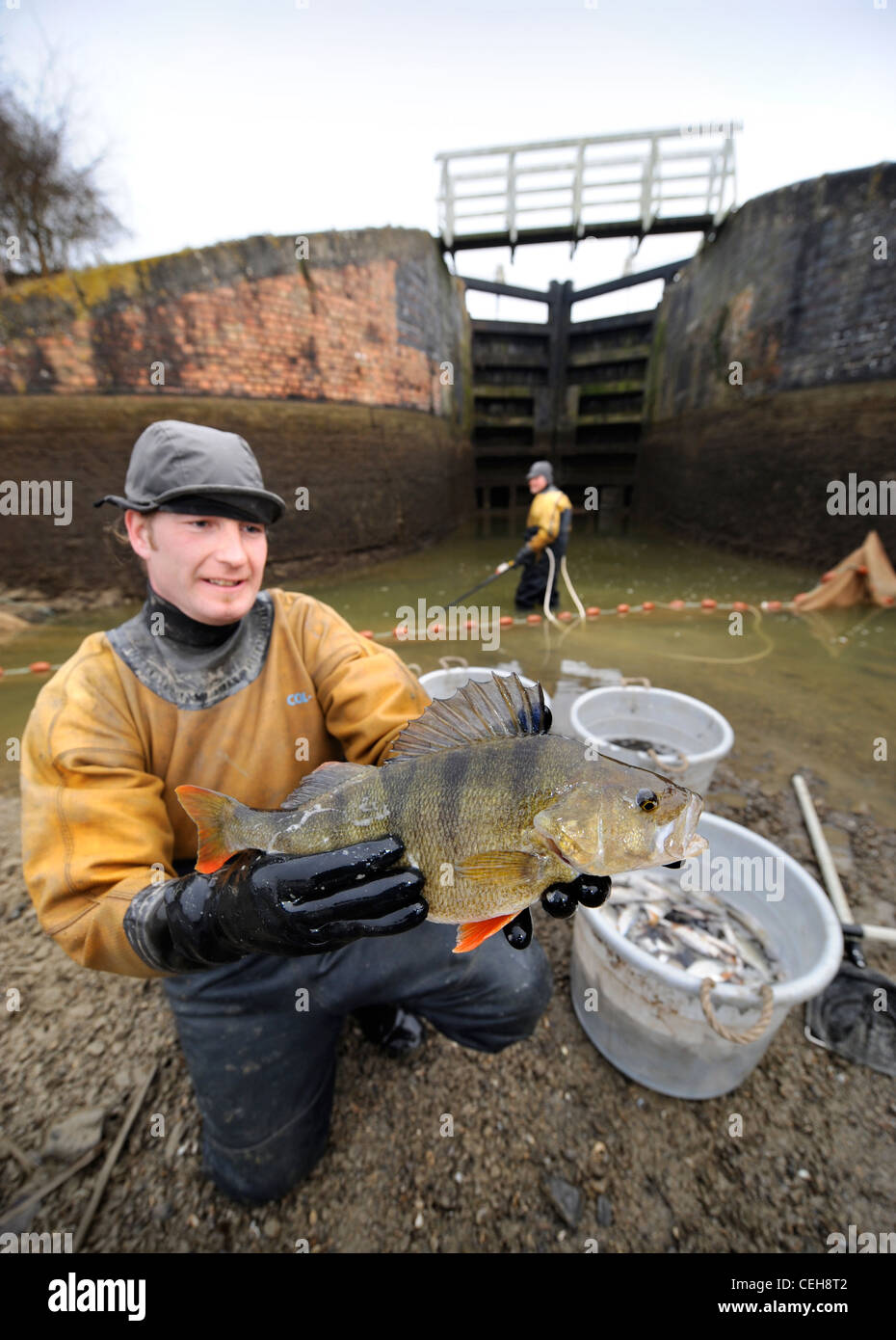 British Waterways ecologists drain the side ponds of Caen Hill Lock ...