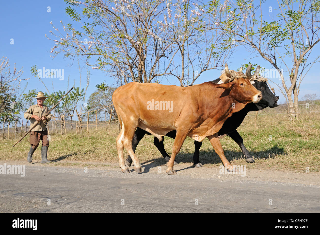 farmer with ox field work, Cuba, Caribbean Stock Photo - Alamy