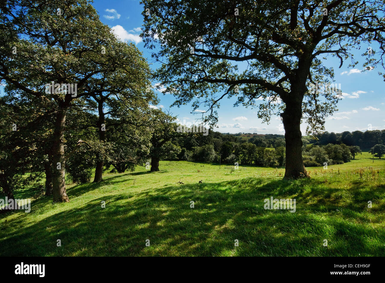 Typical British or English Countryside, with green fields Oak Trees and ...