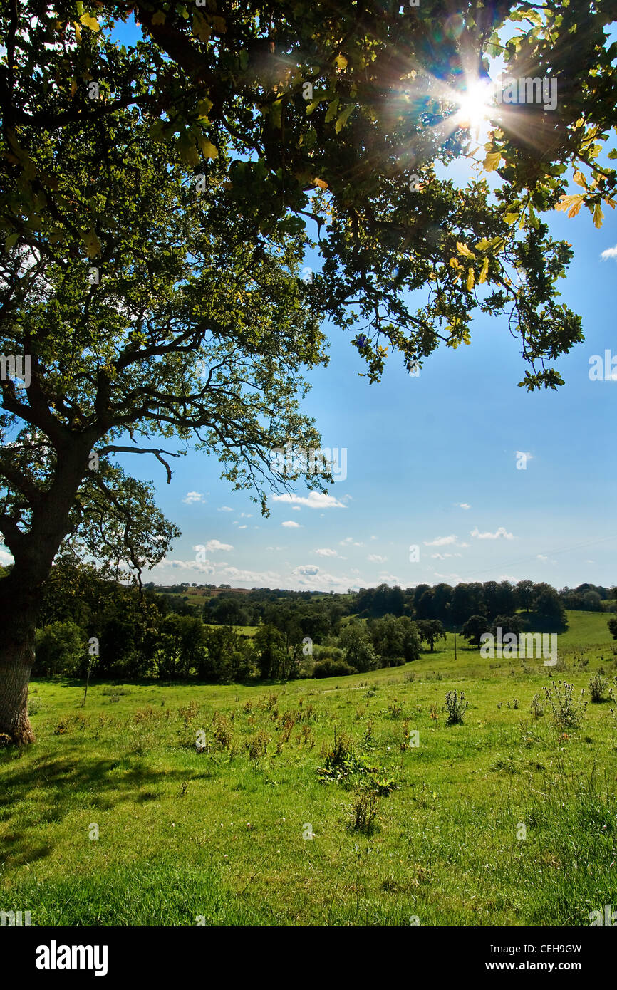 Typical British or English Countryside, with green fields Oak Trees and ...