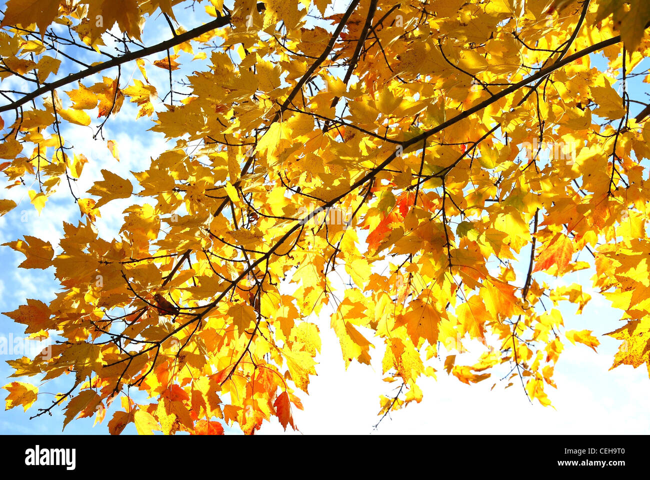 Autumn branches hi-res stock photography and images - Alamy