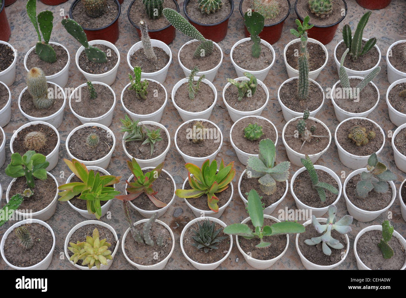 Growing cactus on pots Stock Photo - Alamy