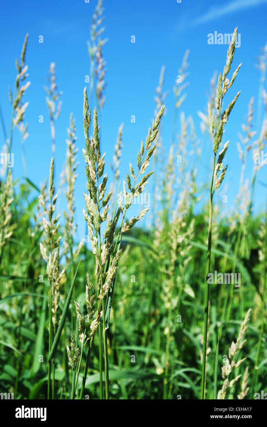 Reed plant hi-res stock photography and images - Alamy