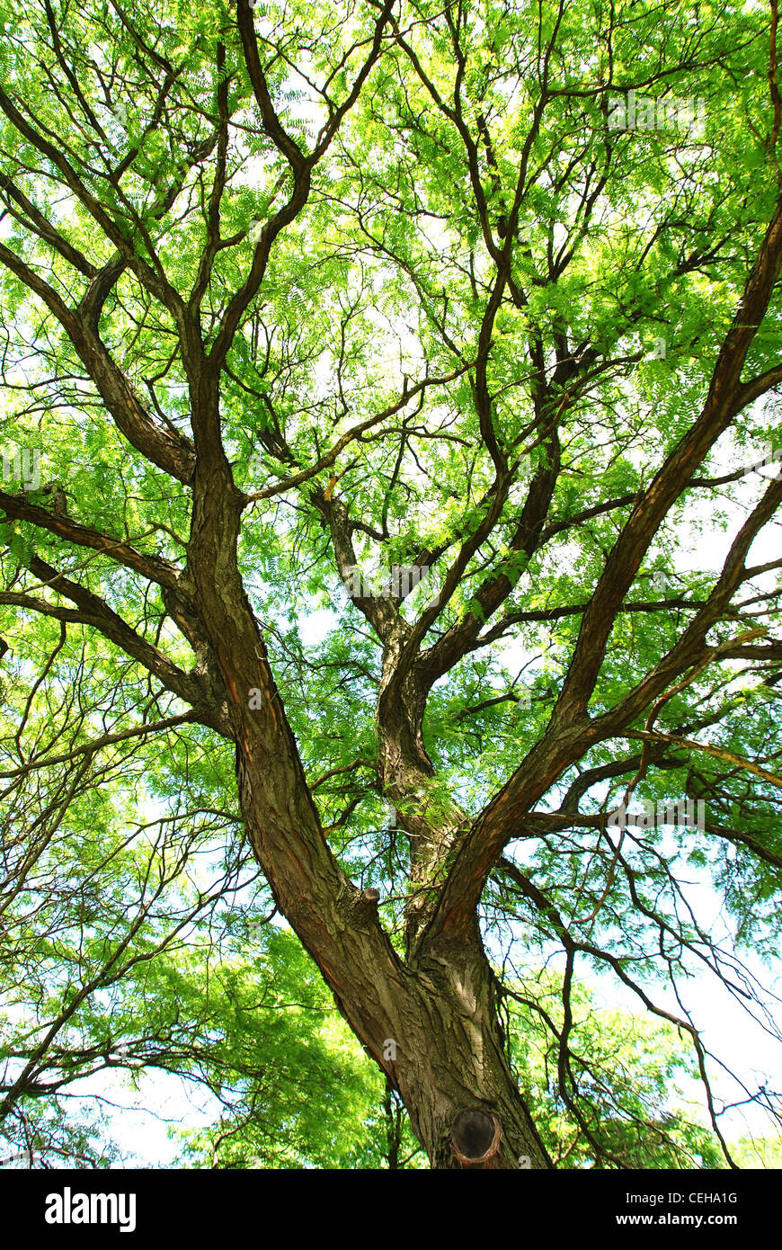 Tree green summer treetop hi-res stock photography and images - Alamy