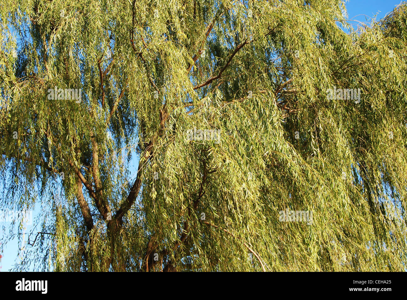 Willow tree river summer hi-res stock photography and images - Alamy