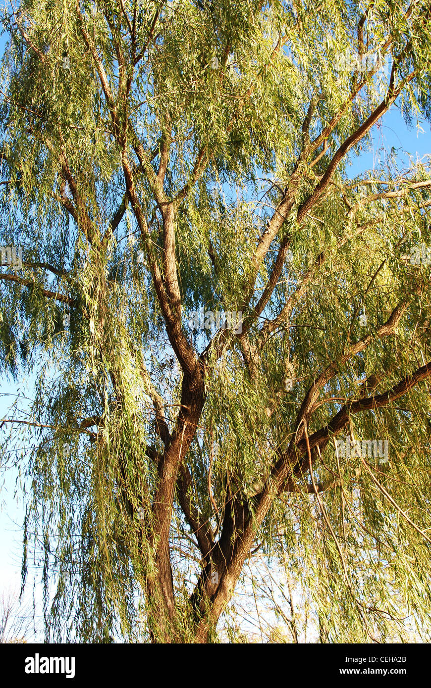 Willow tree river summer hi-res stock photography and images - Alamy