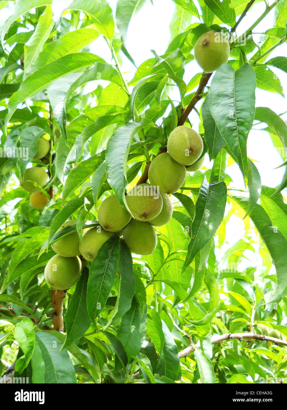 Peach fruit garden hi-res stock photography and images - Alamy