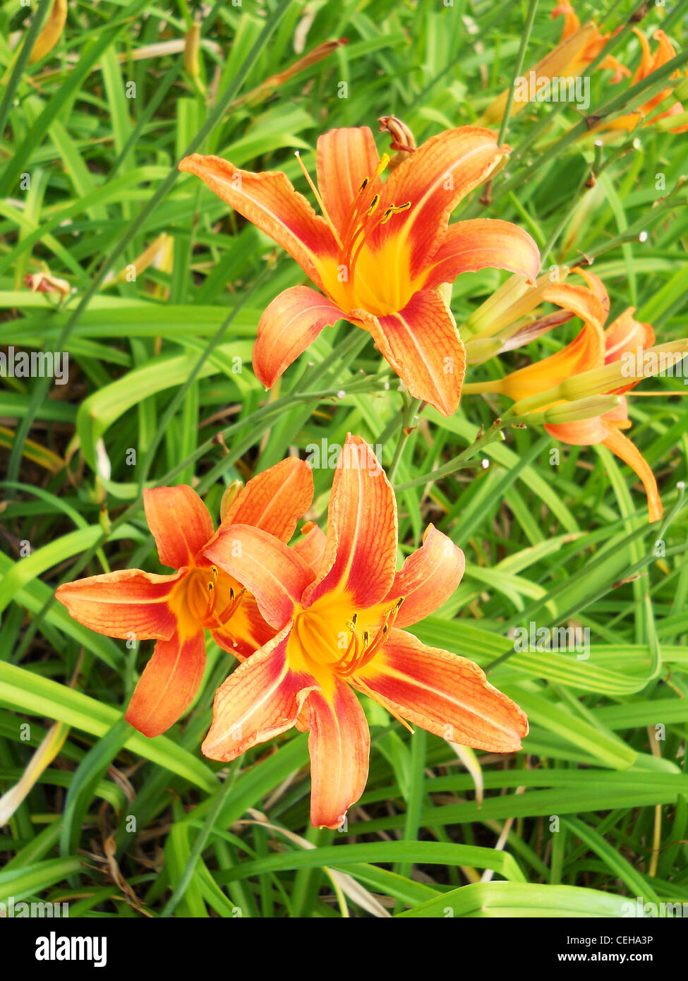 Grass lily hi-res stock photography and images - Alamy Grass lily hi-res stock photography and images - Alamy