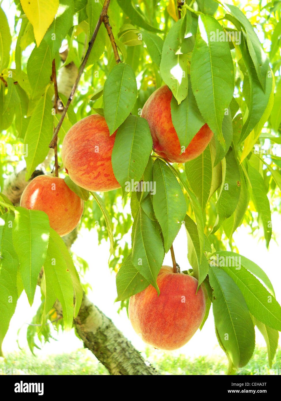 Peach fruit garden hi-res stock photography and images - Alamy