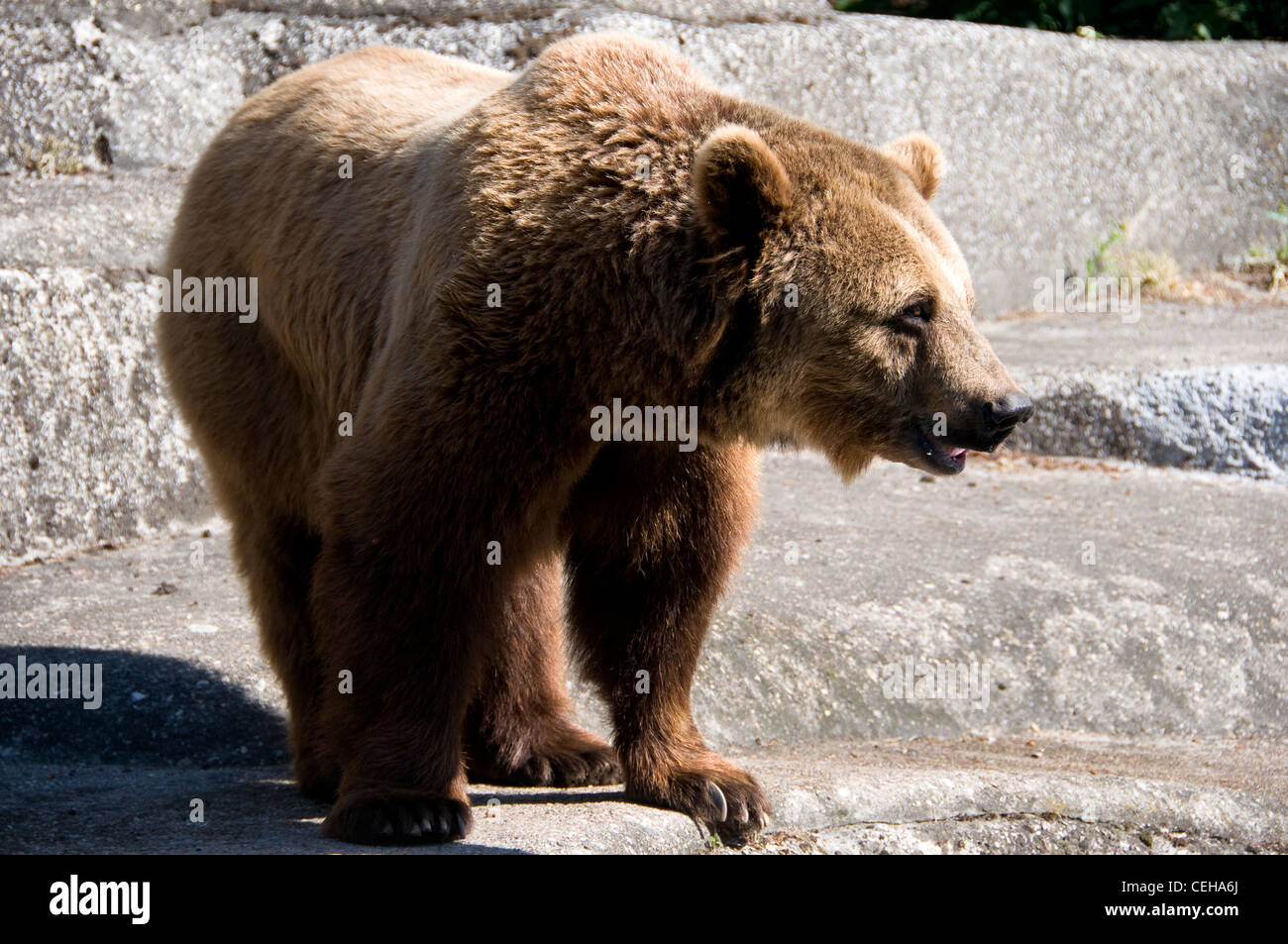 Bear in Praga Park, Warsaw, Masovian Voivodeship, Poland Stock Photo ...