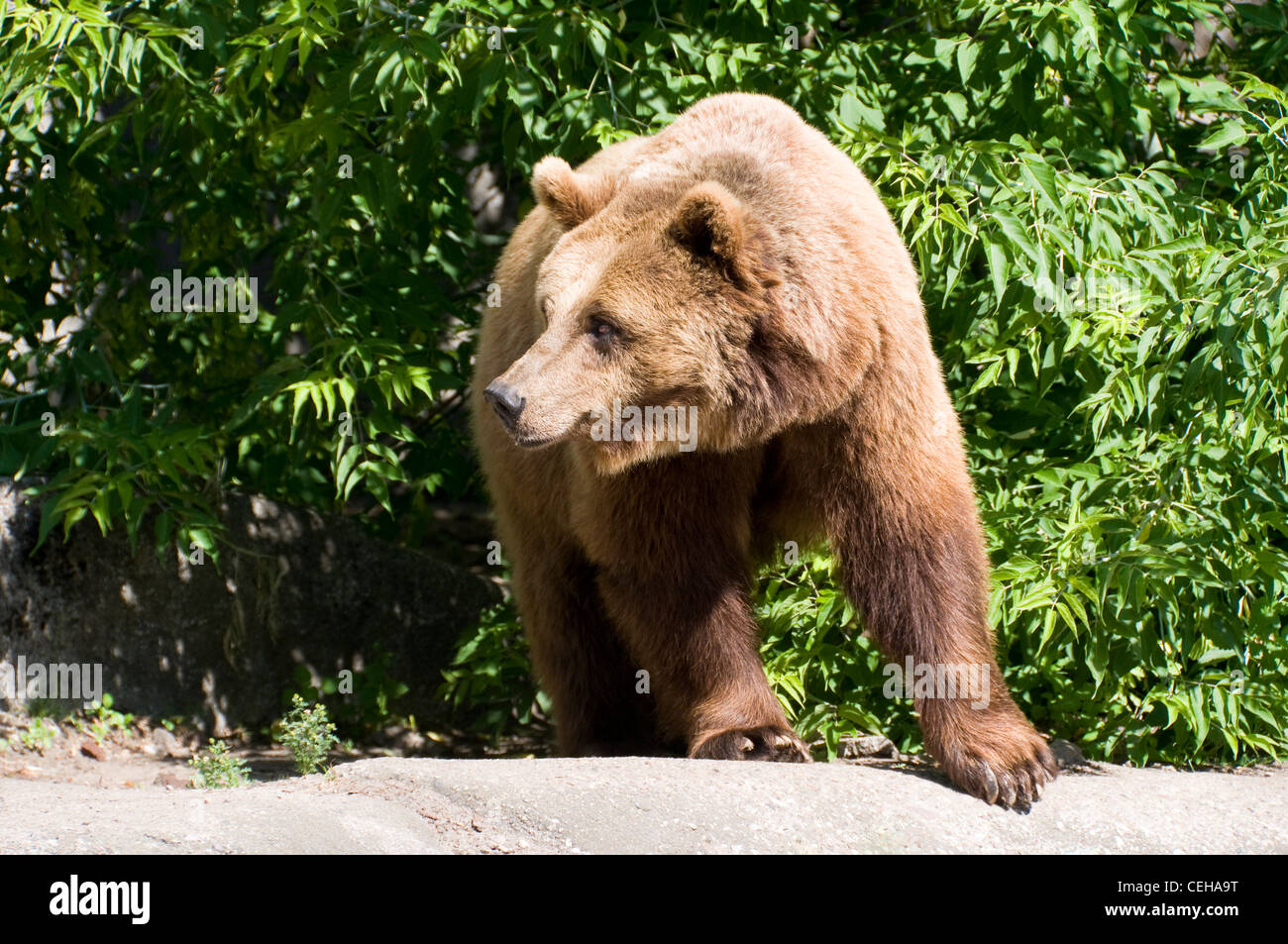 Soldiers of the polish first army park hi-res stock photography and ...