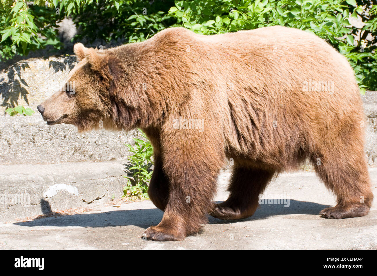 Polish army bear hi-res stock photography and images - Alamy
