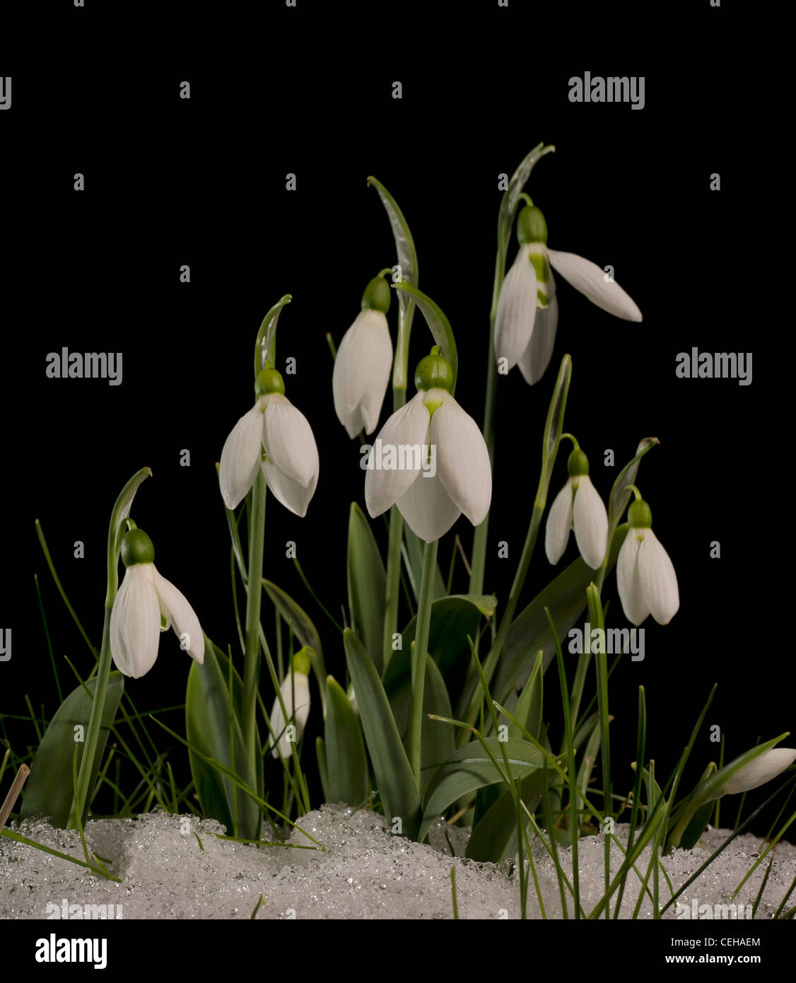 Galanthus in snow hi-res stock photography and images - Alamy