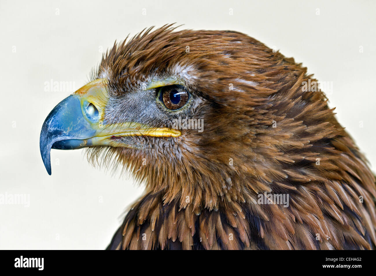 Buzzard profile hi-res stock photography and images - Alamy