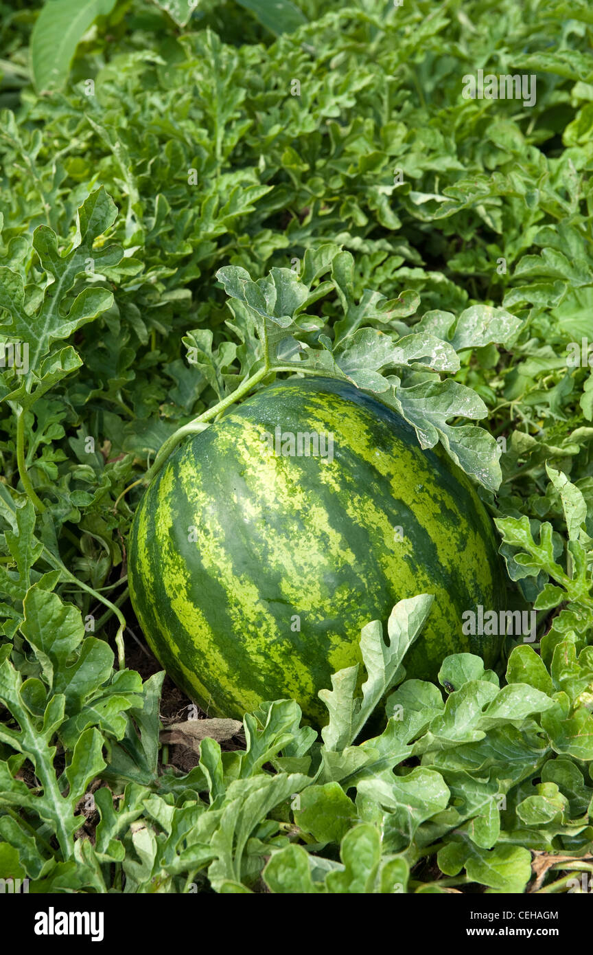 Watermelon Patch Scarecrow
