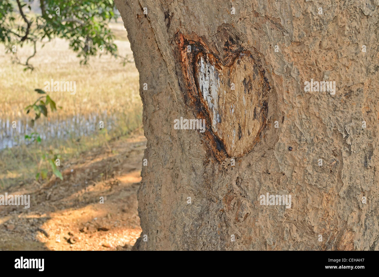 Heart symbol at the bark of a tree Stock Photo - Alamy