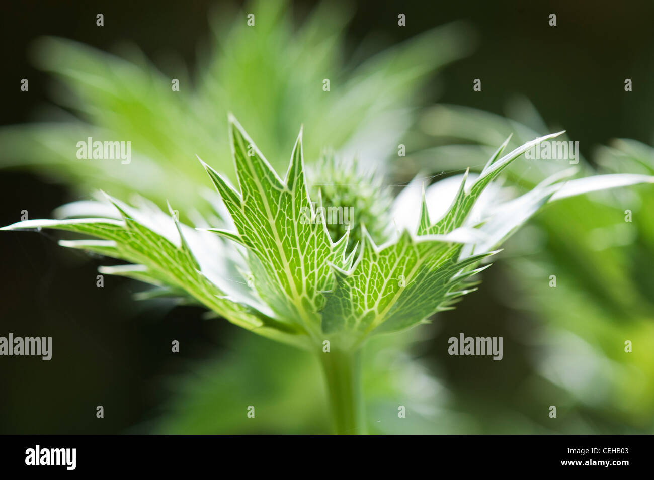 Thistle like flower hi-res stock photography and images - Alamy