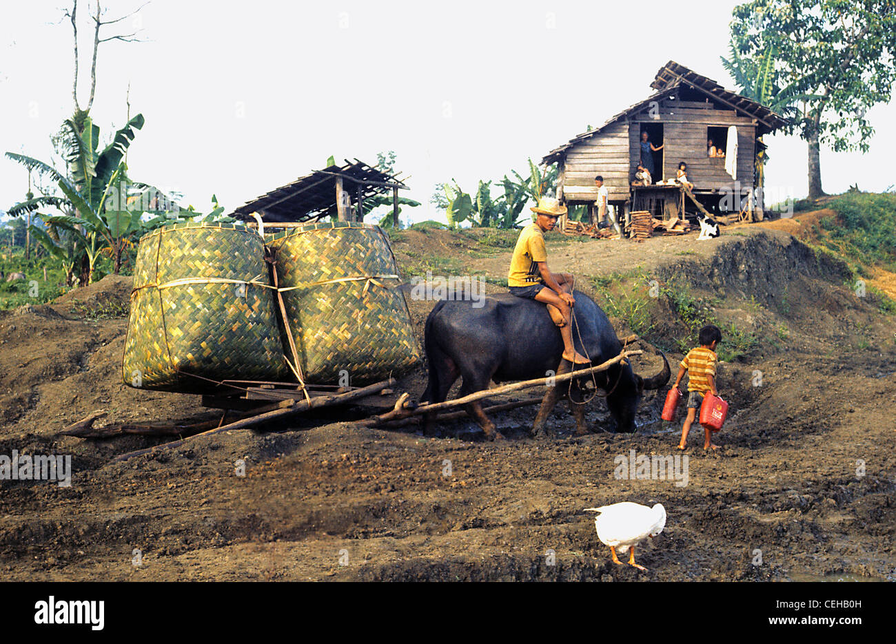 A subsistence farmer with home and family on Mindanoa Philippines Stock ...