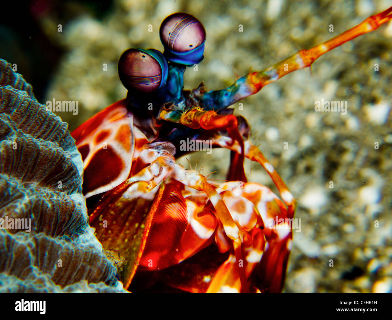 Snapping shrimp hi-res stock photography and images - Alamy