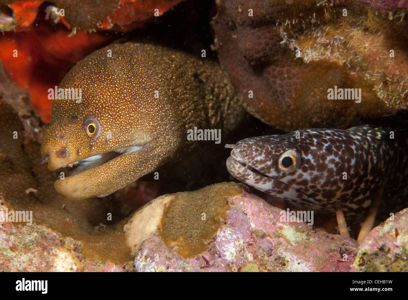 Two eels sharing their home Stock Photo - Alamy